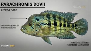 Pesca de Guapote: Guia Completa del Rainbow Bass